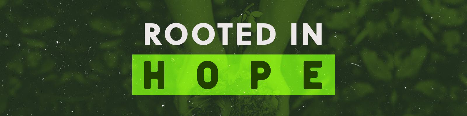 Rooted in Hope | Pine Lake Covenant Church